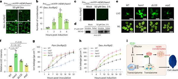 Nature Plants | 武汉大学研究揭示植物免疫激活的制动机制！ - 知乎