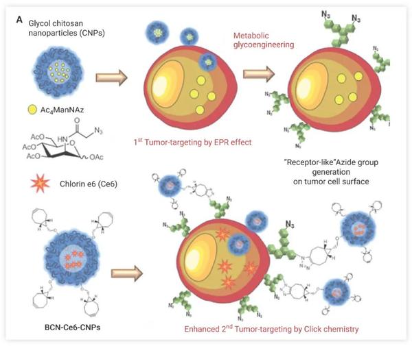 靶向治疗！获诺奖的 “点击化学” 原来可以这么用 - MedChemExpress - 知乎