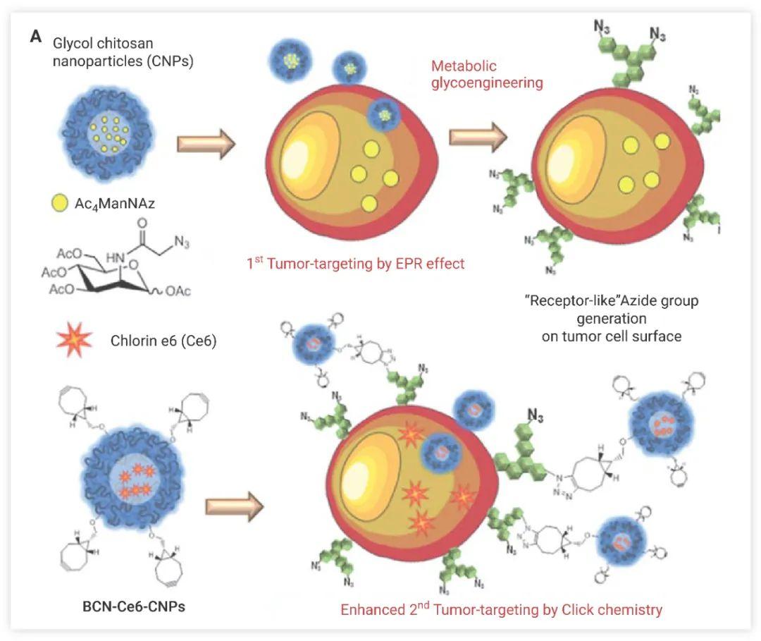靶向治疗！获诺奖的 “点击化学” 原来可以这么用 - MedChemExpress - 知乎