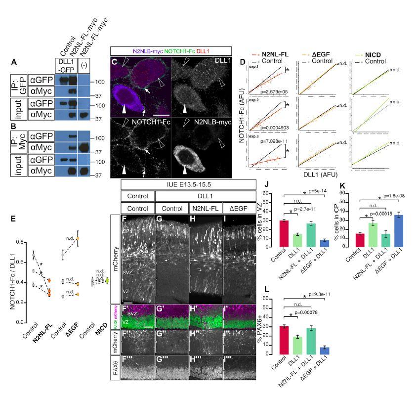 Cell背靠背 | NOTCH2NL揭示人脑尺寸进化之谜 - 知乎