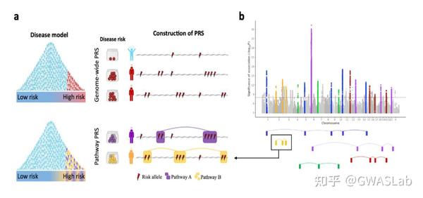 多基因风险分数 PRS( Polygenic risk score)系列之七：Pathway-based PRS 通路PRS - 知乎