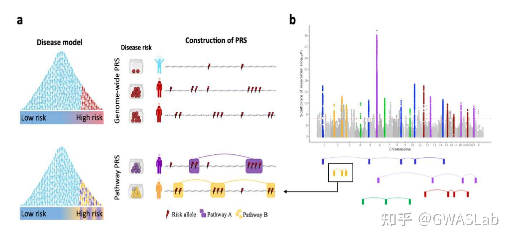 多基因风险分数 PRS( Polygenic risk score)系列之七：Pathway-based PRS 通路PRS - 知乎