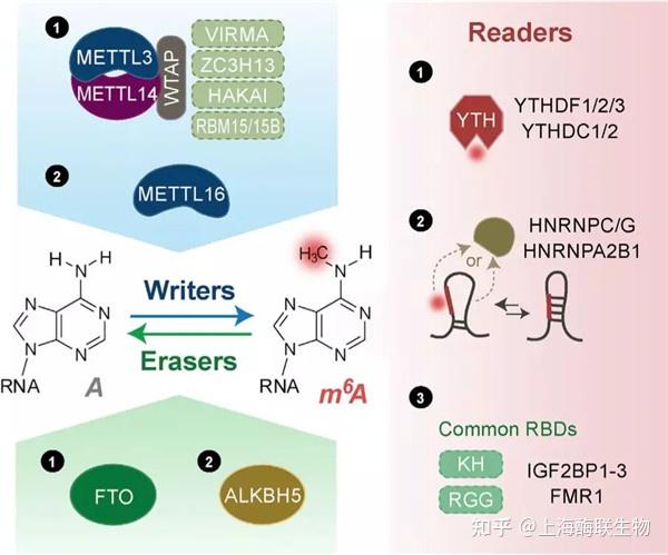 RNA m6A甲基化综述 - 知乎
