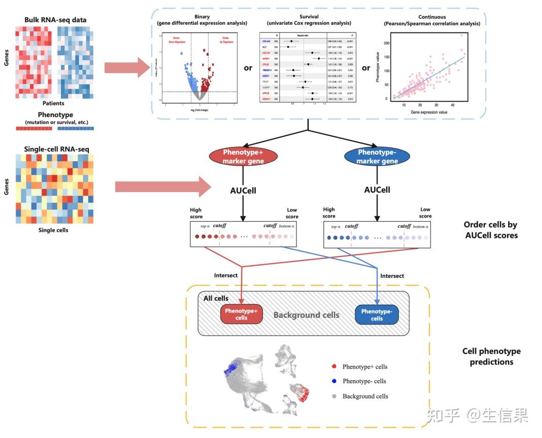 单细胞表型预测黑科技！3分钟带你解锁ScPP完全体！！ - 知乎