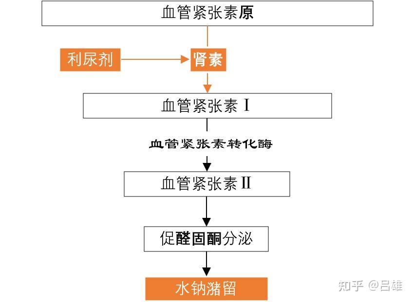 关于呋塞米（速尿），你至少应知道这5点！ - 知乎