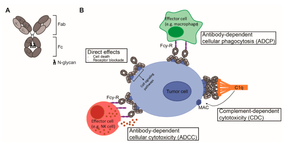 增强ADCC效应的三种工艺 - 知乎