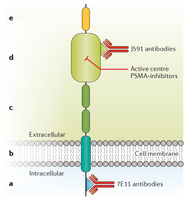 PSMA：前列腺癌明星靶点 - 知乎