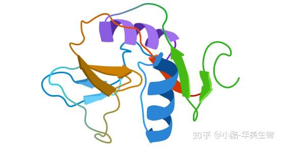 CD69：淋巴细胞活化最早表达的分子，作为多向性调控者参与血液和自身免疫疾病！ - 知乎