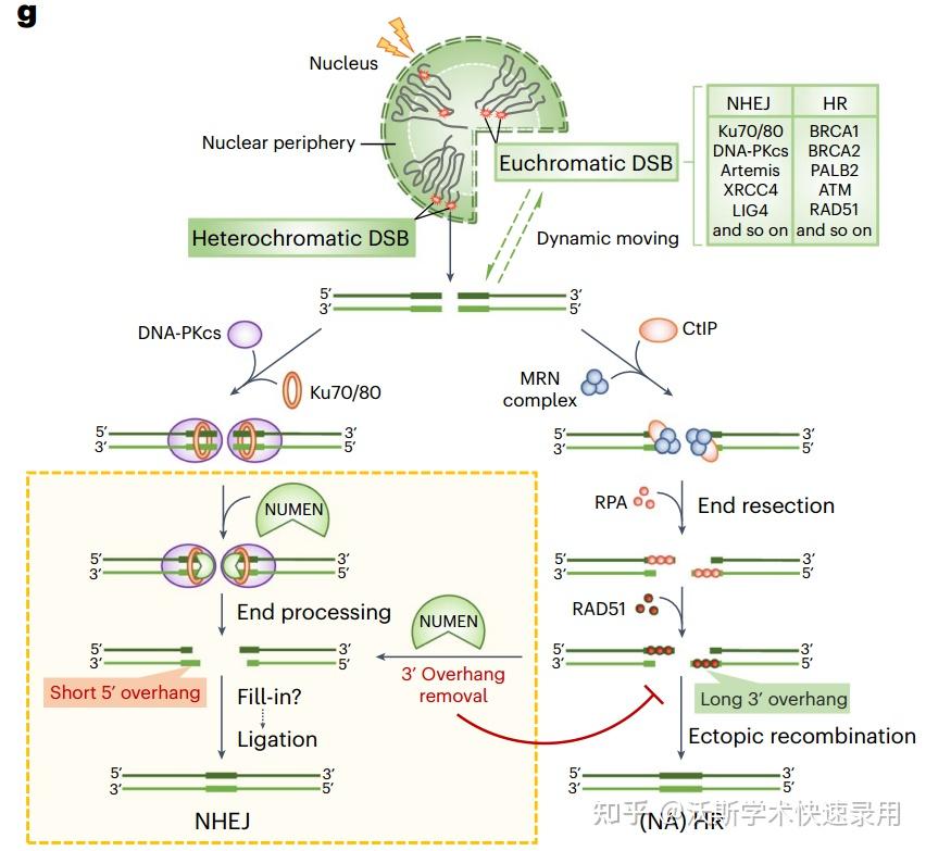 NCB | 中山大学团队发现DNA损伤修复通路选择的调控新机制 - 知乎