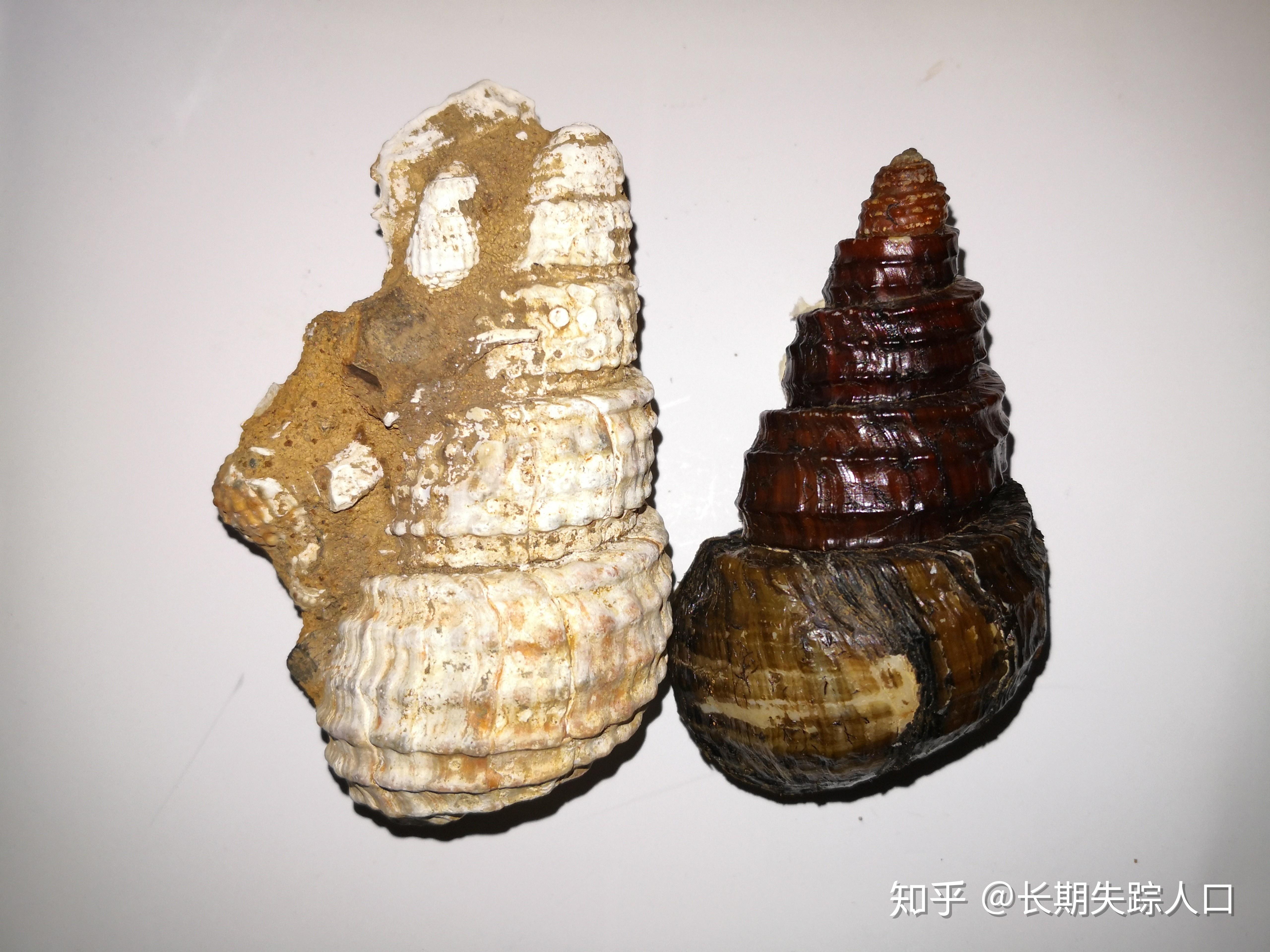 被古人嘬过的螺蛳，螺蛳属亚化石 - 知乎