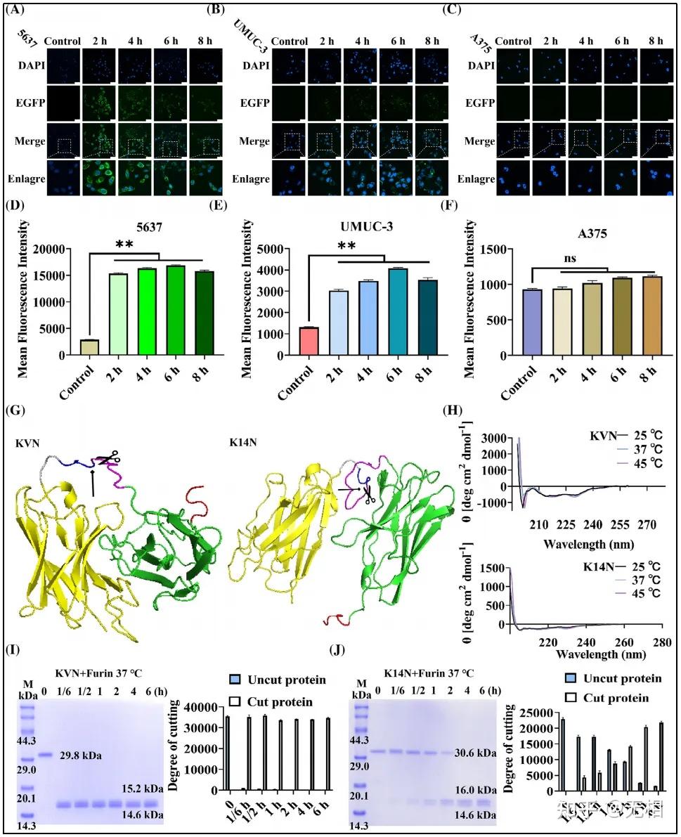 双特异性纳米抗体PROTACs平台如何精准打击肿瘤 - 知乎