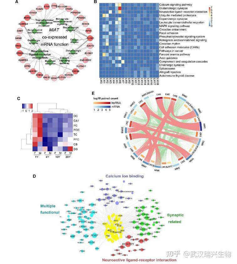 一文了解 | CAGE-seq加帽端mRNA测序 - 知乎