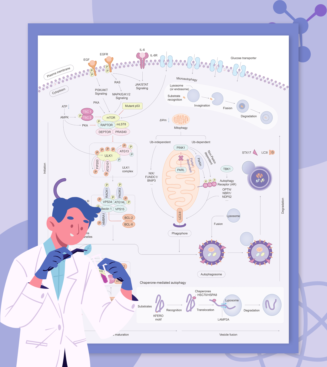 信号通路： 细胞自噬&焦亡、铁&铜死亡 | MedChemExpress（MCE） - 知乎