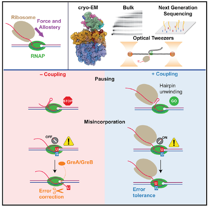 Cell 亮点 | 核糖体加速RNA聚合酶的转录速度 - 知乎