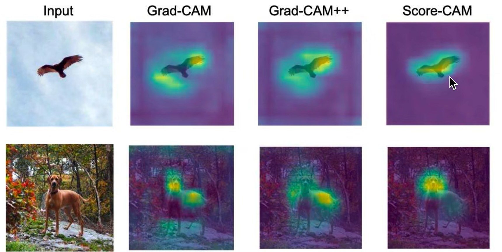 可解释机器学习：Grad-CAM - 知乎
