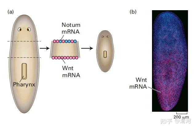 由泛素化和蛋白质降解控制的信号通路： Wnt、hedgehog和NF-κB - 知乎