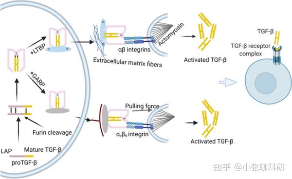 同时与非肿瘤和肿瘤疾病相关的重要热点，这篇关于纤维化的高分综述不容错过 - 知乎