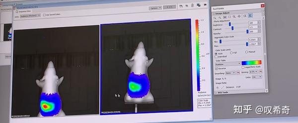 IVIS小动物活体成像仪学习笔记 - 知乎