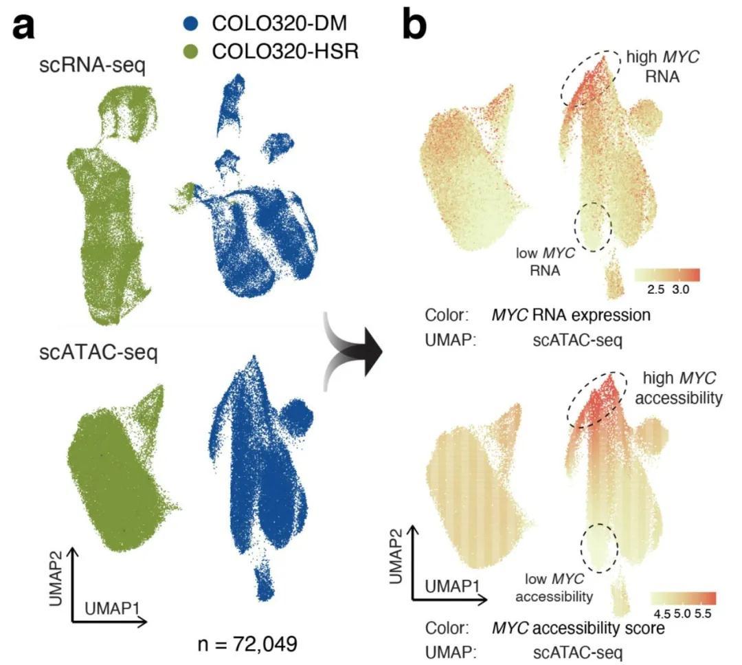 10x Genomics单细胞多组学ATAC+基因表达原理与应用 - 知乎
