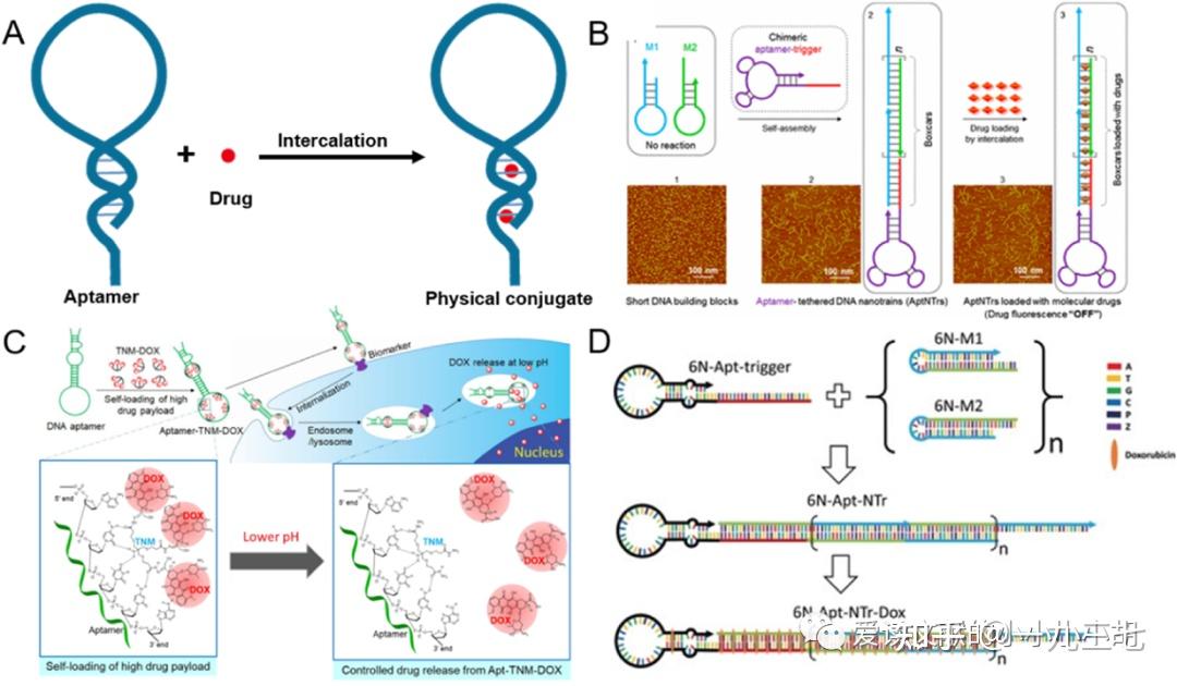 核酸适体偶联药物（ApDC）在肿瘤治疗中的最新进展 - 知乎