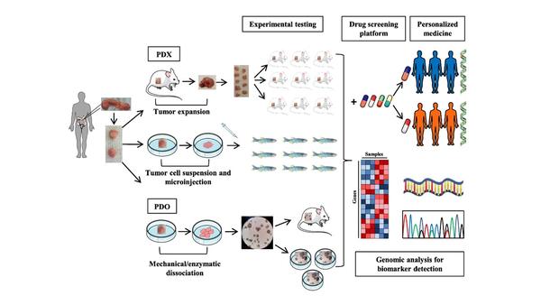 一文读懂——确定目的基因为致癌基因可以做哪些实验 - 知乎