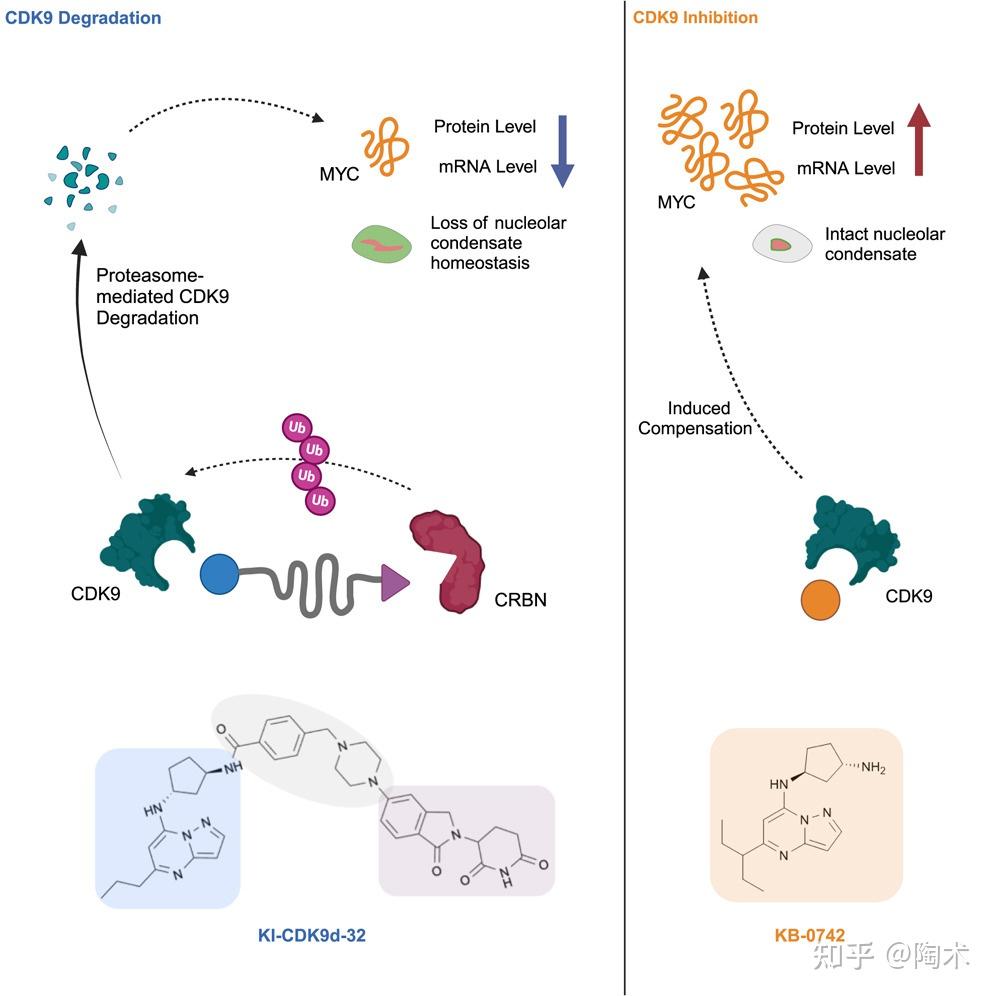 发现新型CDK9降解剂？【TargetMol】 - 知乎