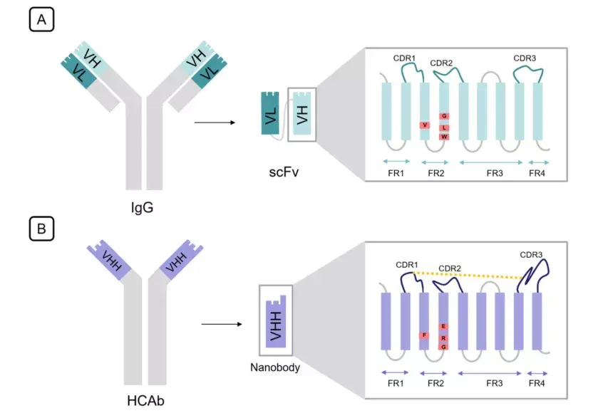 最受青睐的抗体片段：Nanobody vs ScFv - 知乎