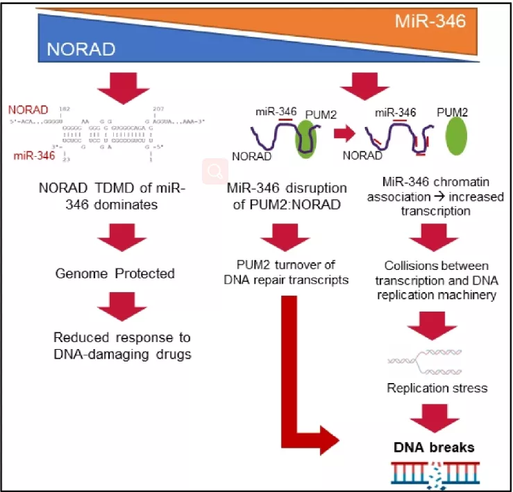 2022年了，lncRNA还能发高分吗？（上篇） - 知乎