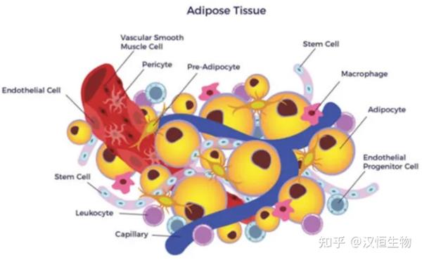 【脂肪组织干货篇】AAV脂肪组织特异性表达调控 - 知乎