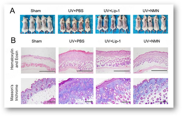 CosBeauty | NMPA化妆品新原料备案[2] - 知乎
