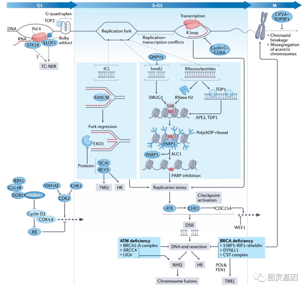 Nat Rev | CRISPR-Cas筛选革新DNA修复研究和癌症治疗 - 知乎