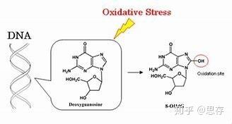 8-OHdG直接定量试剂盒，应用广泛 - 知乎