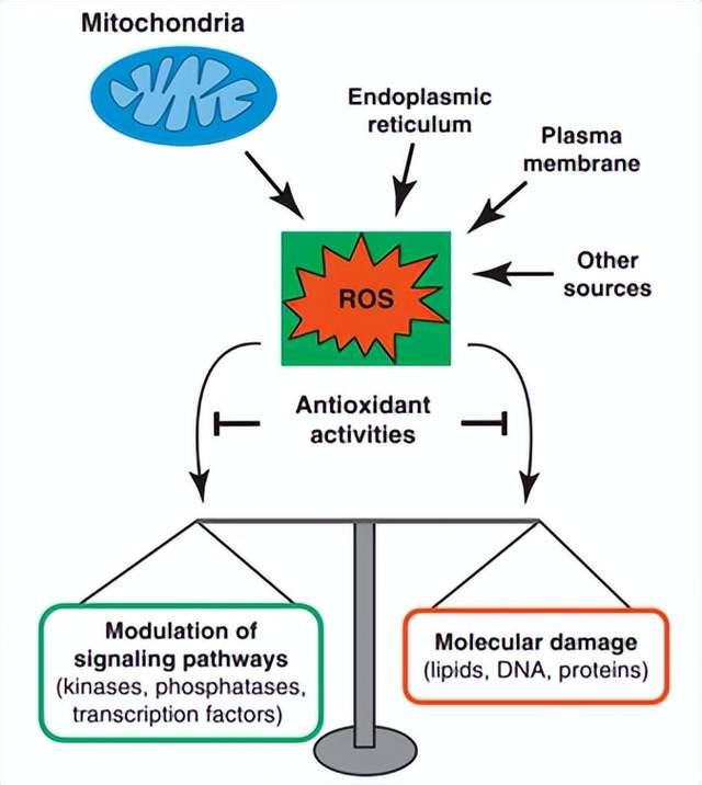 活性氧自由基会致衰？解读衰老与活性氧自由基的关系 - 知乎