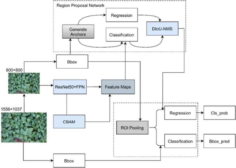 基于注意力机制和DIoU-NMS的Faster R-CNN对自然场景中红薯叶进行检测 - 知乎