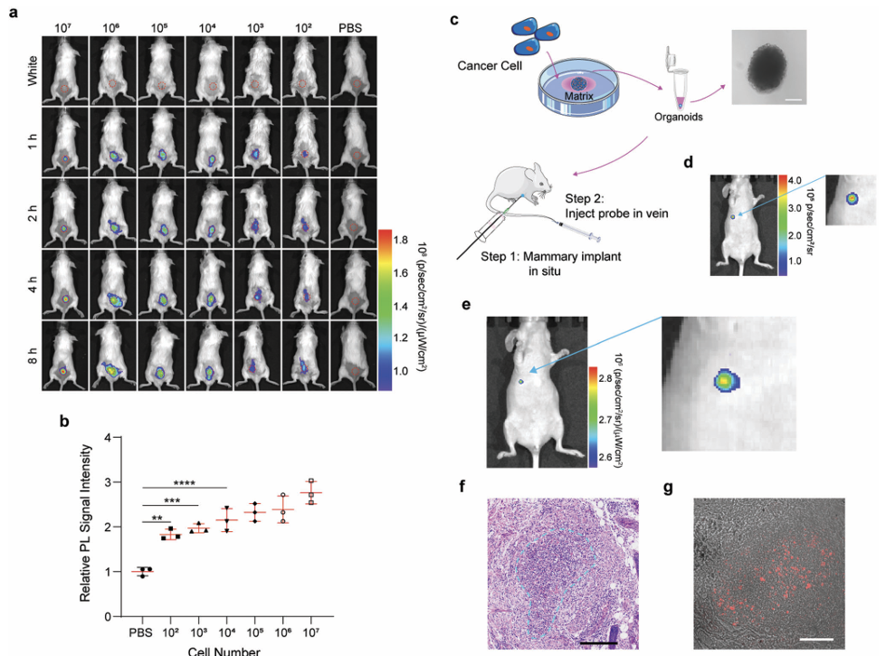 IVIS视角 | 活体光学成像助力肿瘤临床前检测 - 知乎