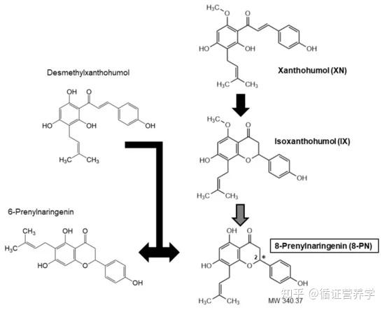 功能营养篇-啤酒花提取物【8-异戊烯基柚皮素（8PN®）】 - 知乎
