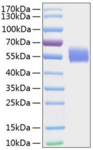 领域研究 | IL-1B与先天免疫 - 知乎