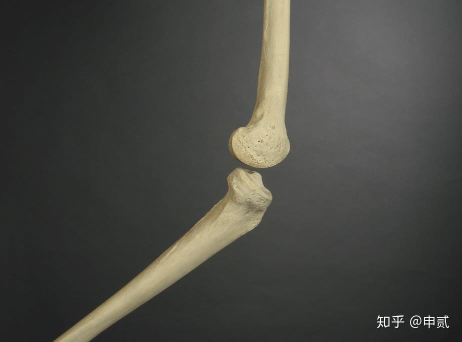 关节松动术——增加关节活动度 - 知乎