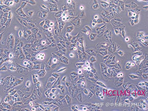 HCCLM3细胞培养实验操作方法和复苏 - 知乎