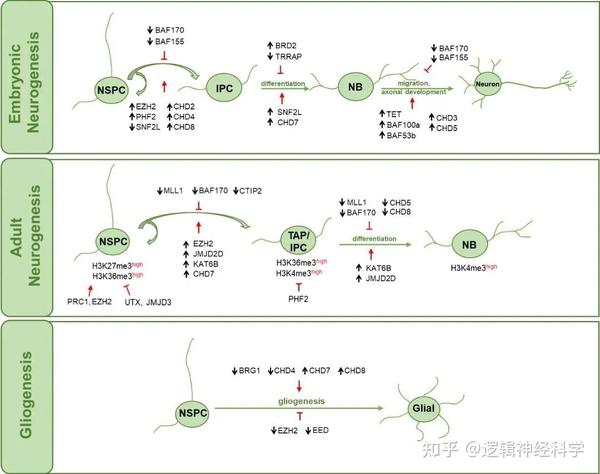 Cell Biosci 综述︱唐铁山团队评述染色质重塑在神经发育和神经退行中的作用、机制及小分子调控 - 知乎