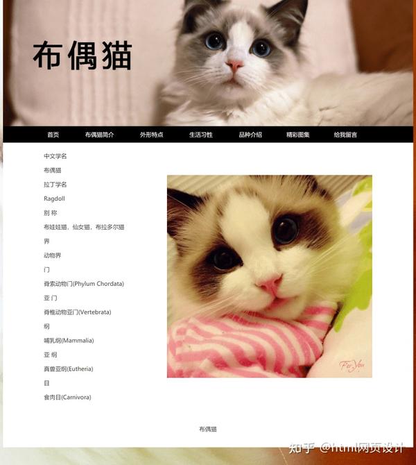 制作一个简单HTML宠物猫网页（HTML+CSS） - 知乎