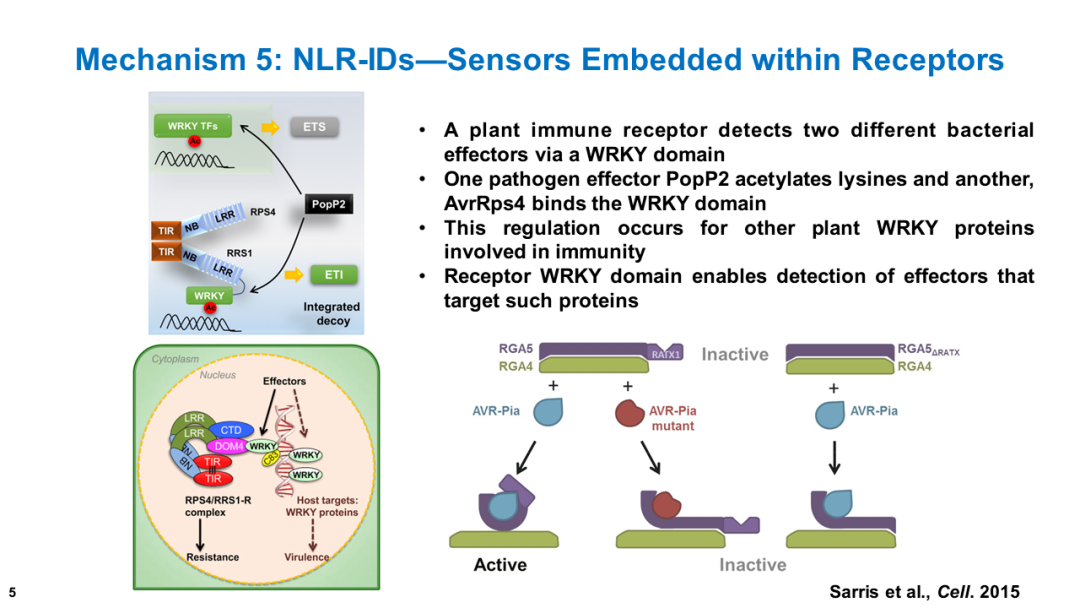 Essays Biochem | 植物中含有整合结构域ID的NLR（NLR-ID）作用模式综述 - 知乎