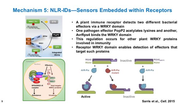 Essays Biochem | 植物中含有整合结构域ID的NLR（NLR-ID）作用模式综述 - 知乎