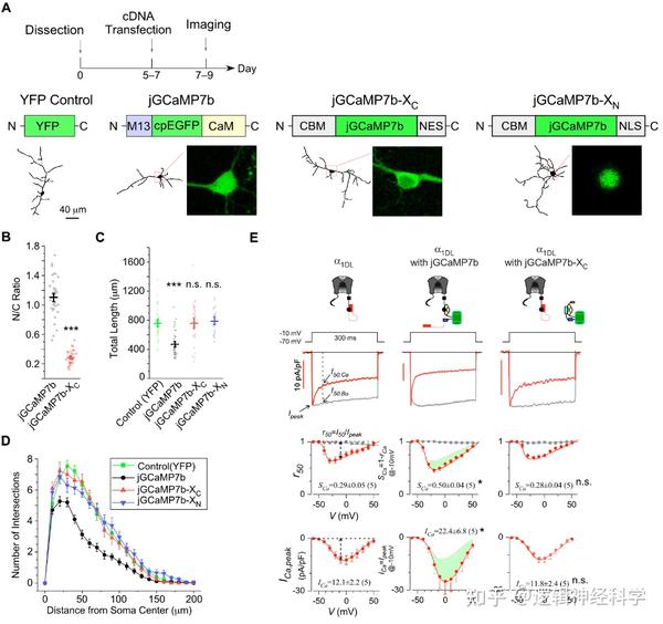 eLife︱刘晓冬/郭增才/樊瑜波-杨亚雄团队利用GCaMP-X实现神经元长时程钙成像 - 知乎