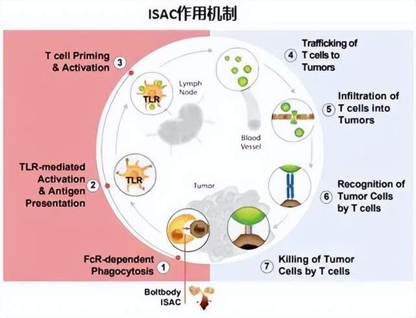 ADC行业-制药界的演艺圈 - 知乎