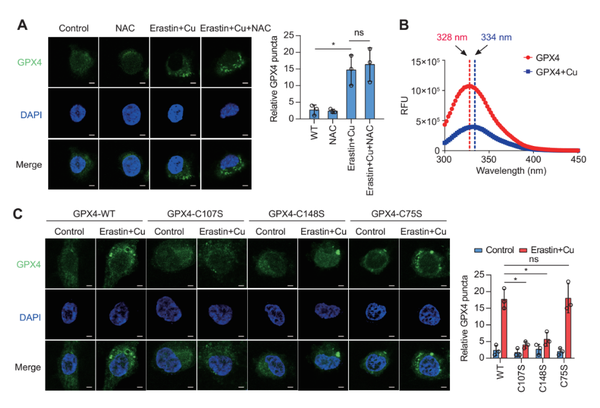 Autophagy︱刘金保/陈鑫团队发现铜促铁死亡新功能 - 知乎