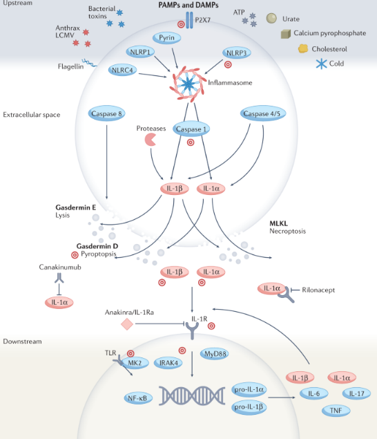 IL-1与自身炎症性疾病：生物学、发病机制和治疗靶点 - 知乎