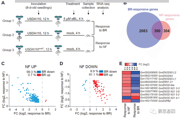 【Plant Physiol】GmBES1-1通过抑制GmNSP1/2的活性从而对抑制大豆结瘤 - 知乎