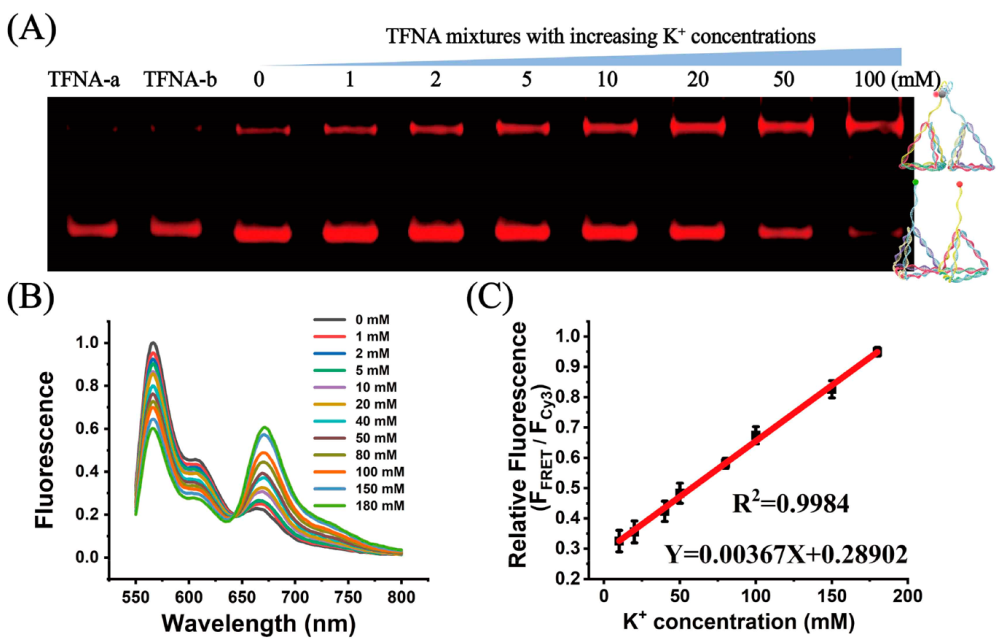 【安徽医科大学】彭湃课题组《ACS AMI》：细胞外环境原位生物成像的智能DNA逻辑门控传感器 - 知乎