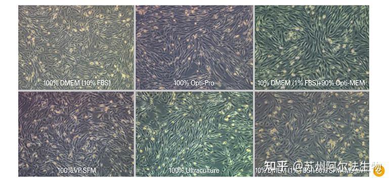 Vero细胞无血清悬浮培养技术验证 - 知乎